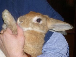 How to Encourage Your Rabbit to Do Exercise – Mega How To