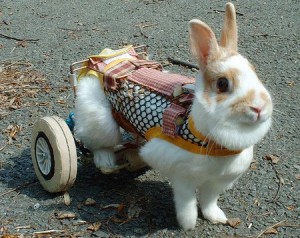 How to Take Care of Handicapped Rabbits – Mega How To