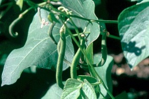 How to Grow Runner Beans – Mega How To